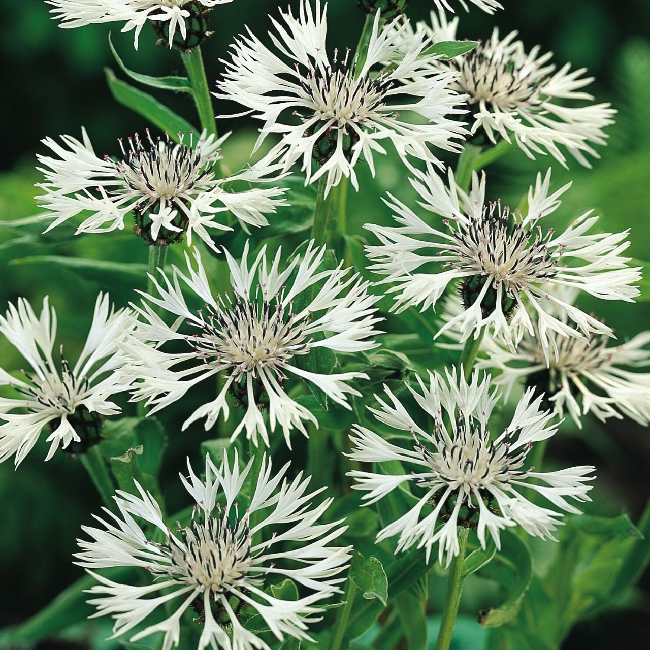 Elegant White Centaurea Montana 'Alba' for Your Garden | J Parkers