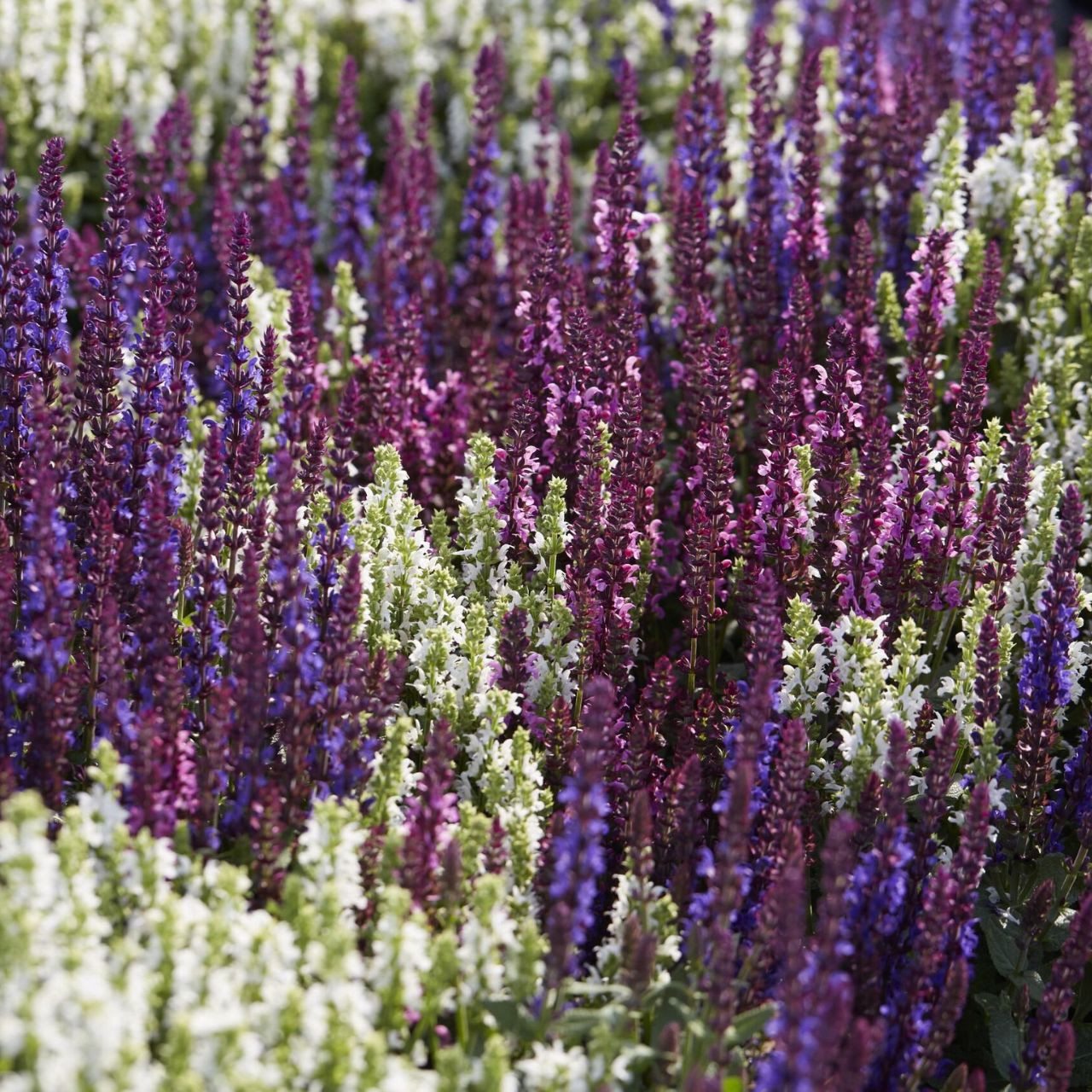Vibrant Dwarf Sage Salvia Nemorosa 'Blauer Zwerg' | J Parkers