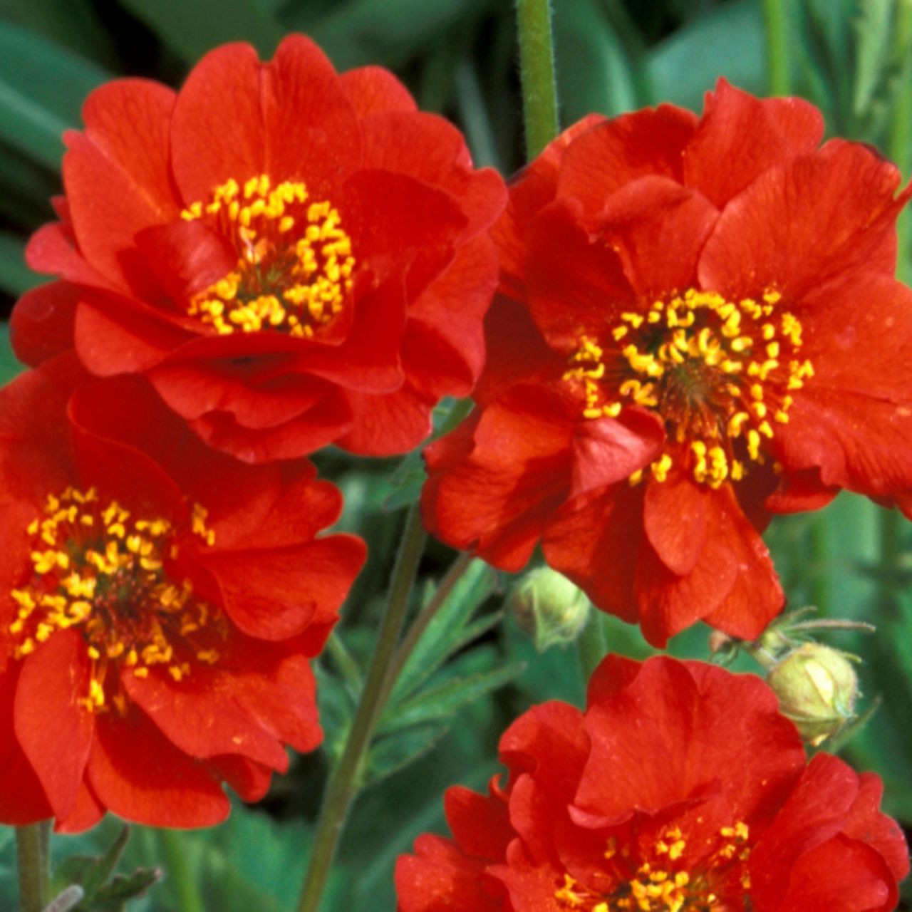Geum Scarlet Tempest: Vibrant Perennial Blooms | J Parkers