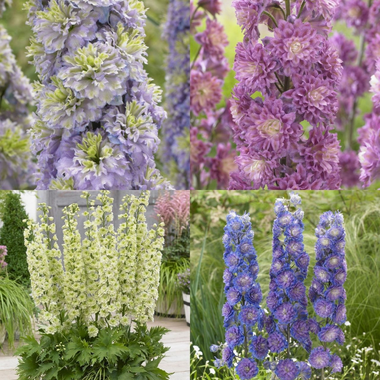Vibrant Delphinium Highlander Collection | J Parkers