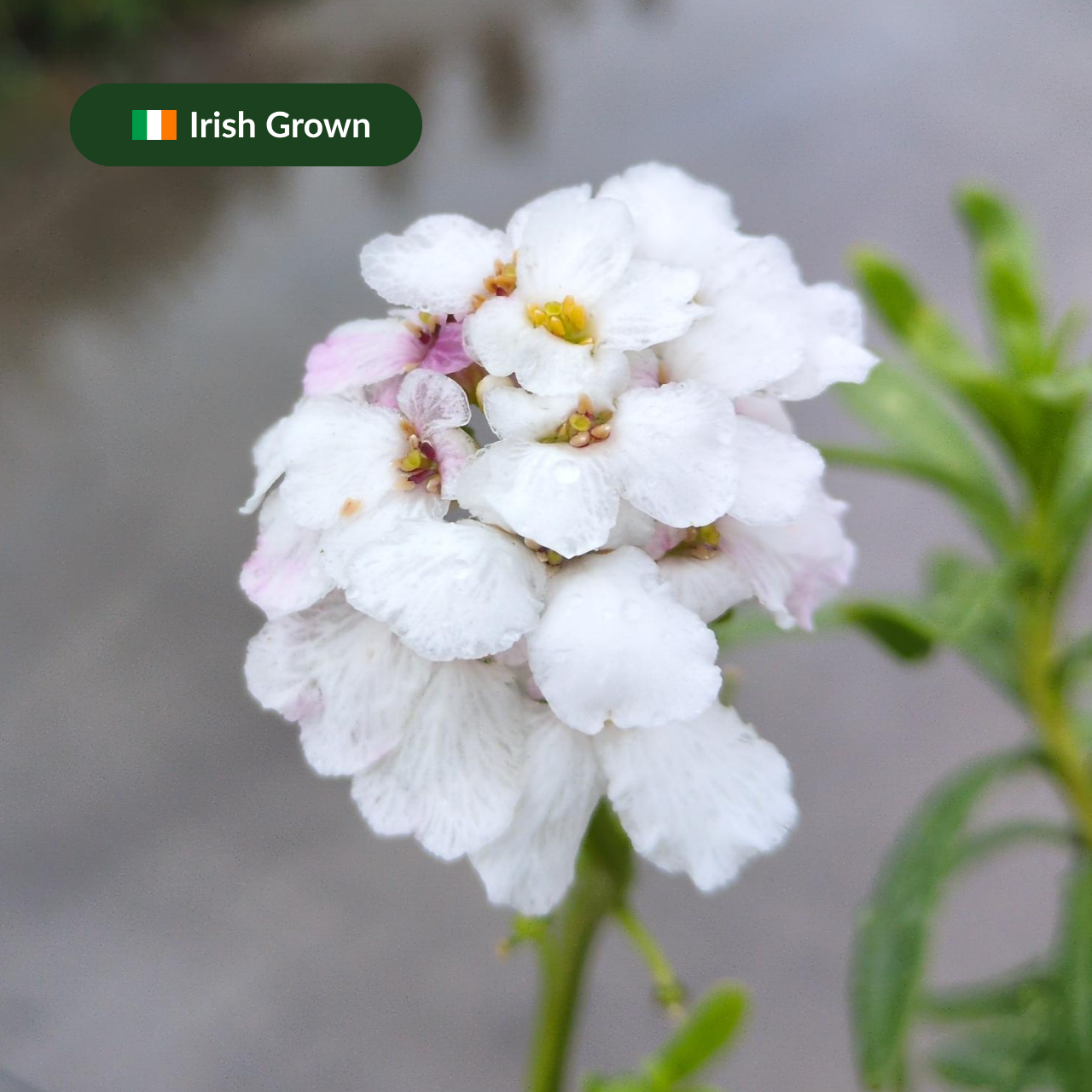 Iberis semp. 'Snowflake' - J Parker Dutch Bulbs (Ireland) - Production
