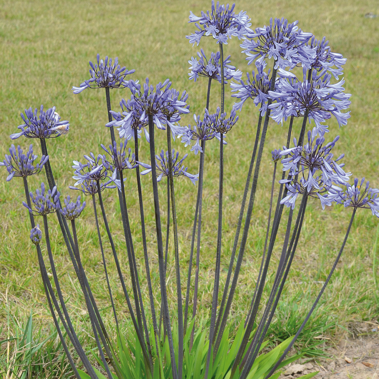Shop Agapanthus Plants | J.Parker's