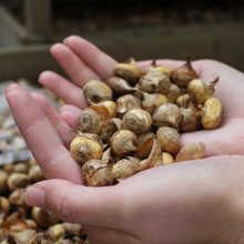 Shop quality Crocus Speciosus Albus from J. Parker's