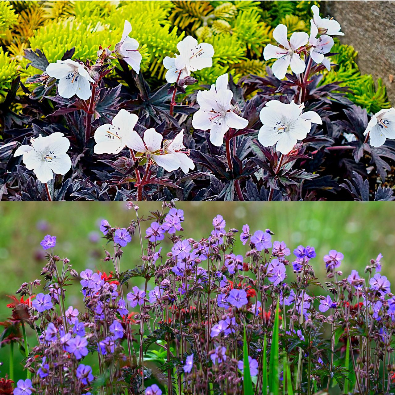 Elevate Your Garden with Geranium Dark Leaf Collection | J Parkers