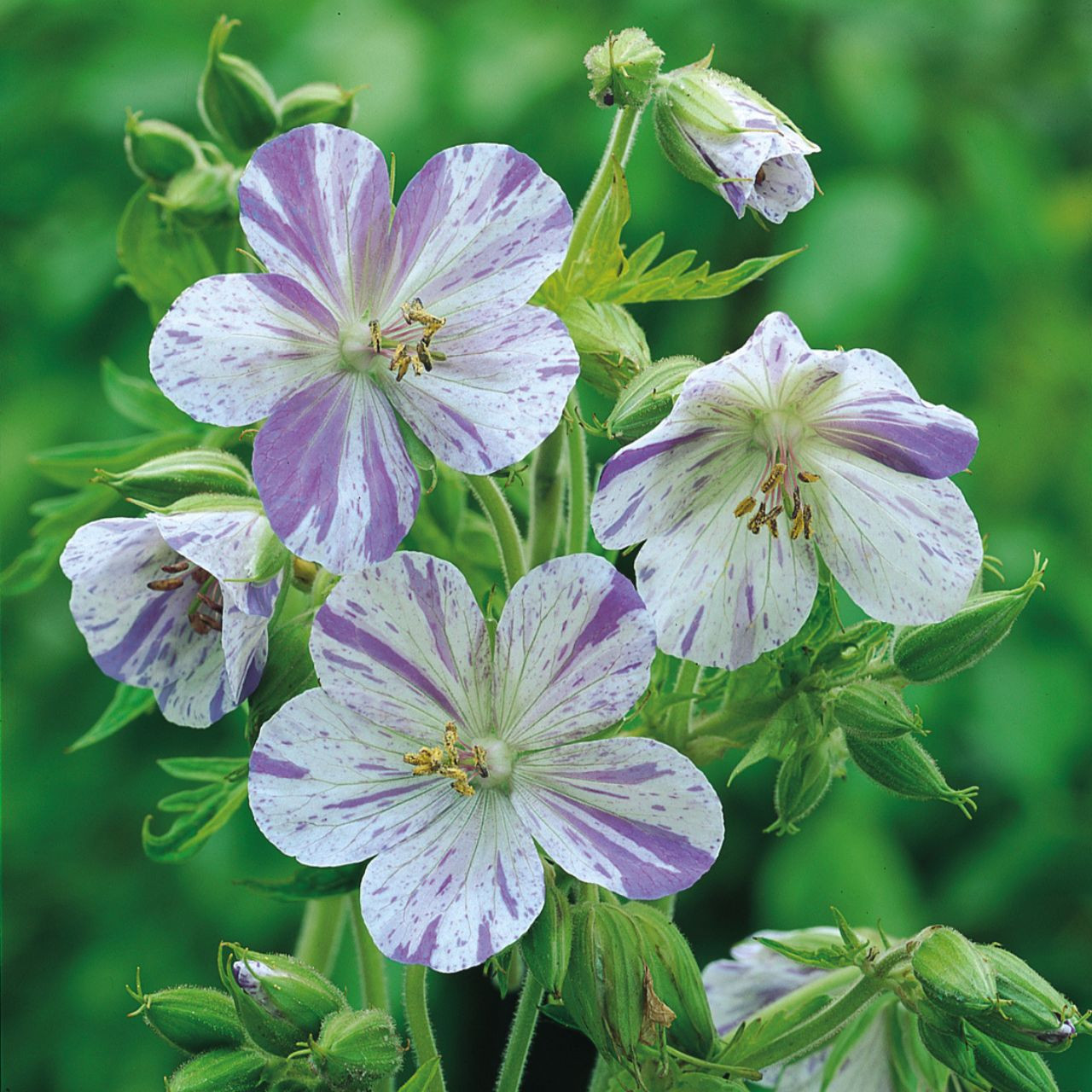 Discover Geranium 'Splish-splash' | J Parkers