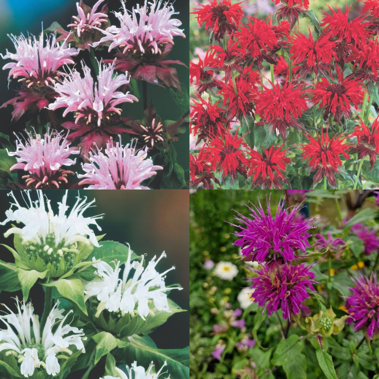 Explore the Monarda Collection | J Parkers