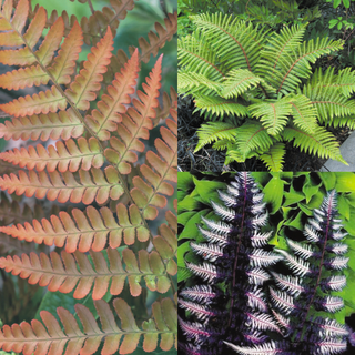 Shop Bestsellers Fern Collection | J.Parker's Ireland