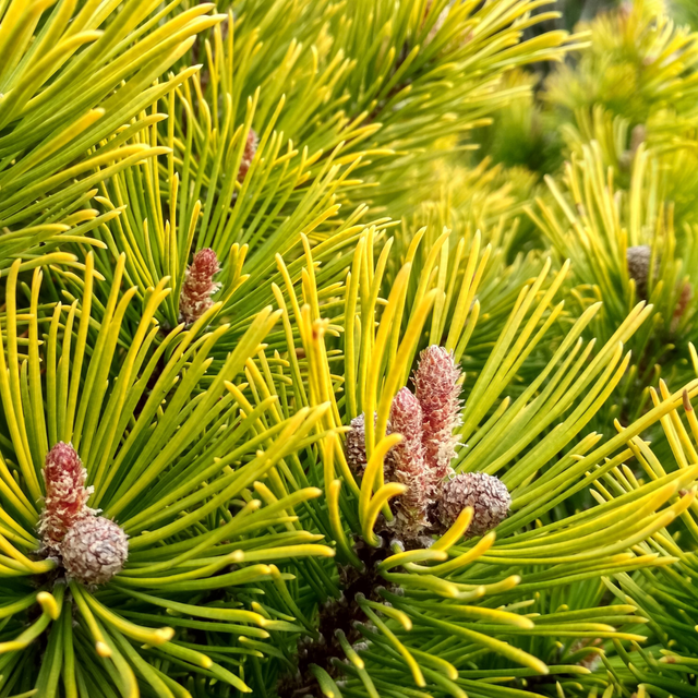 Pinus Mugo Winter Gold - J Parker Dutch Bulbs (Ireland) - Production