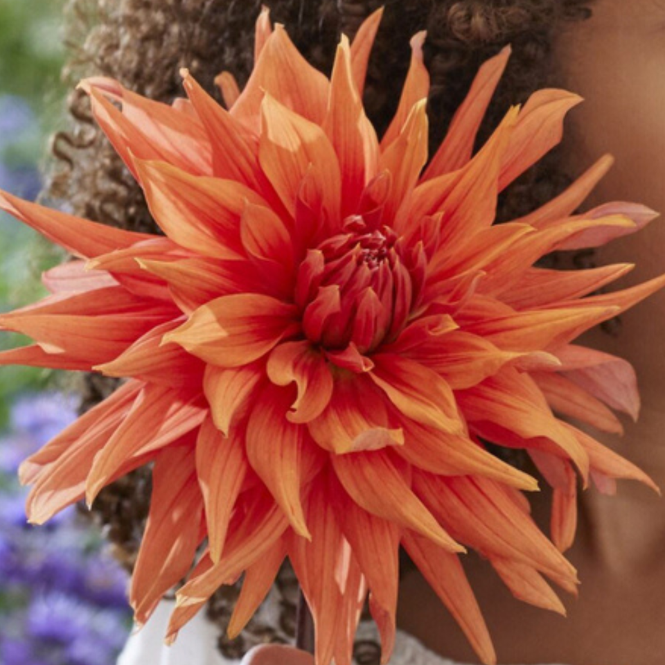 Dahlia Color Spectacle - J Parker Dutch Bulbs (Ireland) - Production