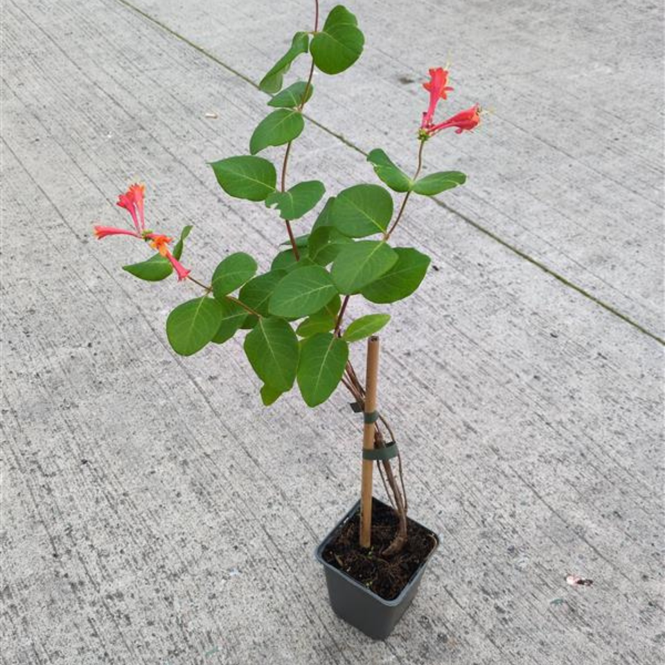 Shop Lonicera 'Dropmore Scarlet' | J.Parker's Ireland