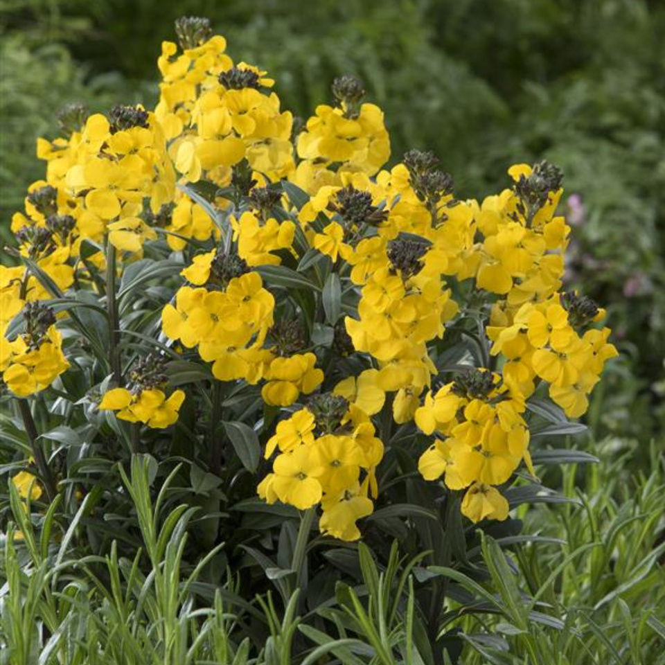 Erysimum Fragrant Sunshine - J Parker Dutch Bulbs (Ireland) - Production