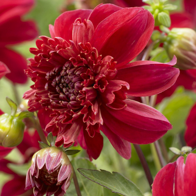 Dahlia Inca - J Parker Dutch Bulbs (Ireland) - Production