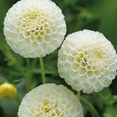 Dahlia Snowflake - J Parker Dutch Bulbs (Ireland) - Production
