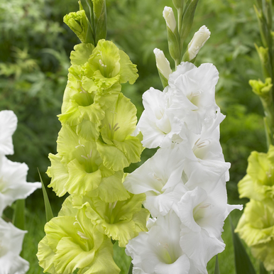 Gladiolus LF Essential - J Parker Dutch Bulbs (Ireland) - Production
