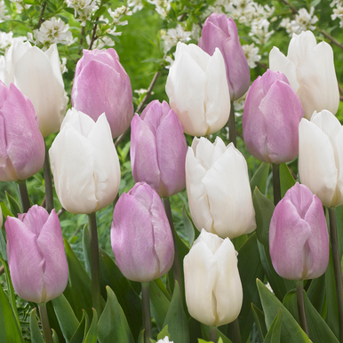Shop quality Tulip Candy Prince from J. Parker's
