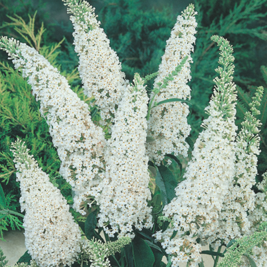 Buddleja d. 'White Bouquet' - J Parker Dutch Bulbs (Ireland) - Production