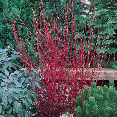 Cornus alba 'Sibirica' - J Parker Dutch Bulbs (Ireland) - Production
