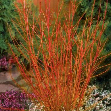 Cornus sang. 'Midwinter Fire' - J Parker Dutch Bulbs (Ireland) - Production