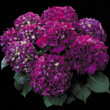 Hydrangea m. Purple Prince - J Parker Dutch Bulbs (Ireland) - Production