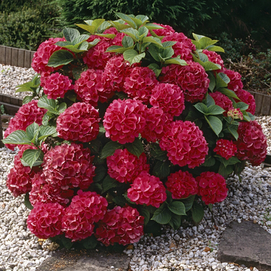 Hydrangea m. Red Prince - J Parker Dutch Bulbs (Ireland) - Production