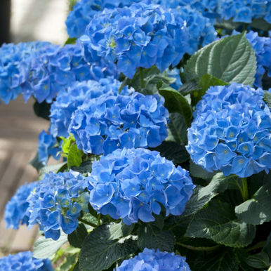 Hydrangea m. Blue Prince - J Parker Dutch Bulbs (Ireland) - Production