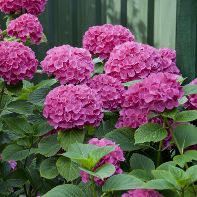 Hydrangea m. Pink Prince - J Parker Dutch Bulbs (Ireland) - Production