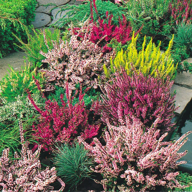 Calluna v. Collection (5) - J Parker Dutch Bulbs (Ireland) - Production