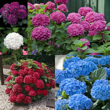 Hydrangea m. Prince Collection (5) - J Parker Dutch Bulbs (Ireland ...