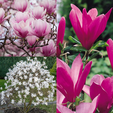 3 Magnolia Collection A - J Parker Dutch Bulbs (Ireland) - Production