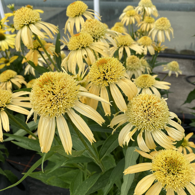 Echinacea Papallo Semi Double Peach | J.Parker's Ireland