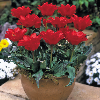 Tulip Double Red Riding Hood - J Parker Dutch Bulbs (Ireland) - Production