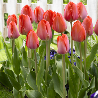 Tulip Orange Van Eijk - J Parker Dutch Bulbs (Ireland) - Production