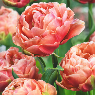 Tulip Copper Image - J Parker Dutch Bulbs (Ireland) - Production