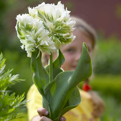 Tulip Super Parrot - J Parker Dutch Bulbs (Ireland) - Production
