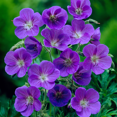 Geranium 'Johnson's Blue' P9 - J Parker Dutch Bulbs (Ireland) - Production