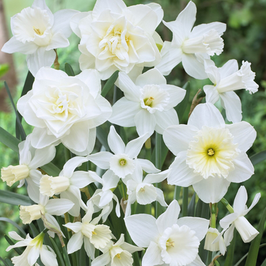 White Narcissus Mixed - J Parker Dutch Bulbs (Ireland) - Production
