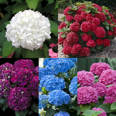 Hydrangea macrophylla Prince Collection (5) - J Parker Dutch Bulbs ...
