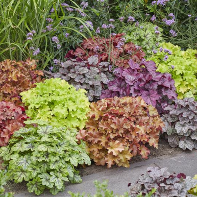 Designer Heuchera Mix (3) - J Parker Dutch Bulbs (Ireland) - Production