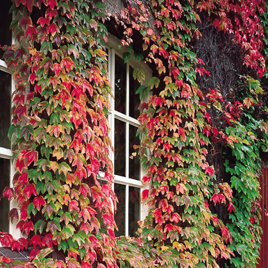 Parthenocissus (Creeper-Ivy) Collection (2) - J Parker Dutch Bulbs ...