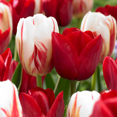 Shop quality Tulip Hollandia from J. Parker's