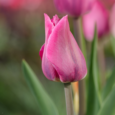 Shop quality Tulip Mistress Mystic from J. Parker's