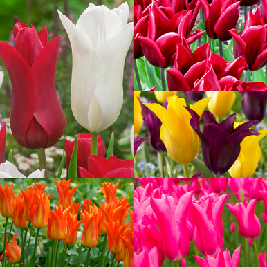 Shop quality Fluted Tulips Collection from J. Parker's