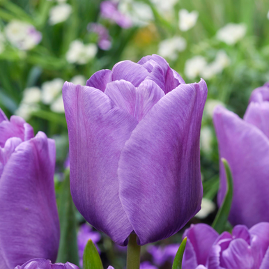 Shop quality Tulip Blue Aimable from J. Parker's