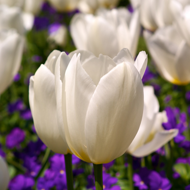 Shop quality Tulip Maureen from J. Parker's
