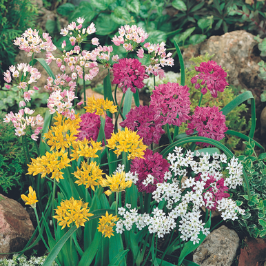 Shop quality Small Flowering Alliums Mixed from J. Parker's