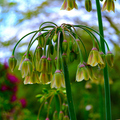 Shop quality Allium Bulgaricum from J. Parker's