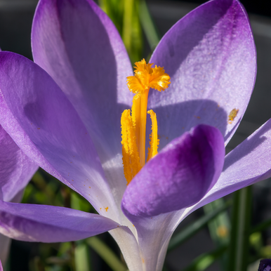 Shop quality Crocus sieberi Firefly from J. Parker's