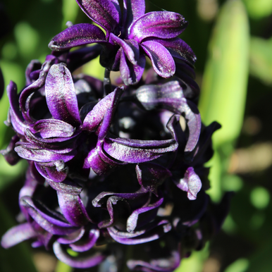 Shop quality Hyacinth Kronos from J. Parker's