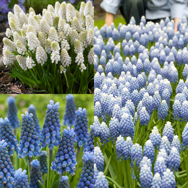 Shop quality Muscari Magic Collection from J. Parker's