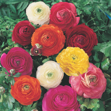 Shop quality Giant Ranunculus Asiaticus Mixed from J. Parker's
